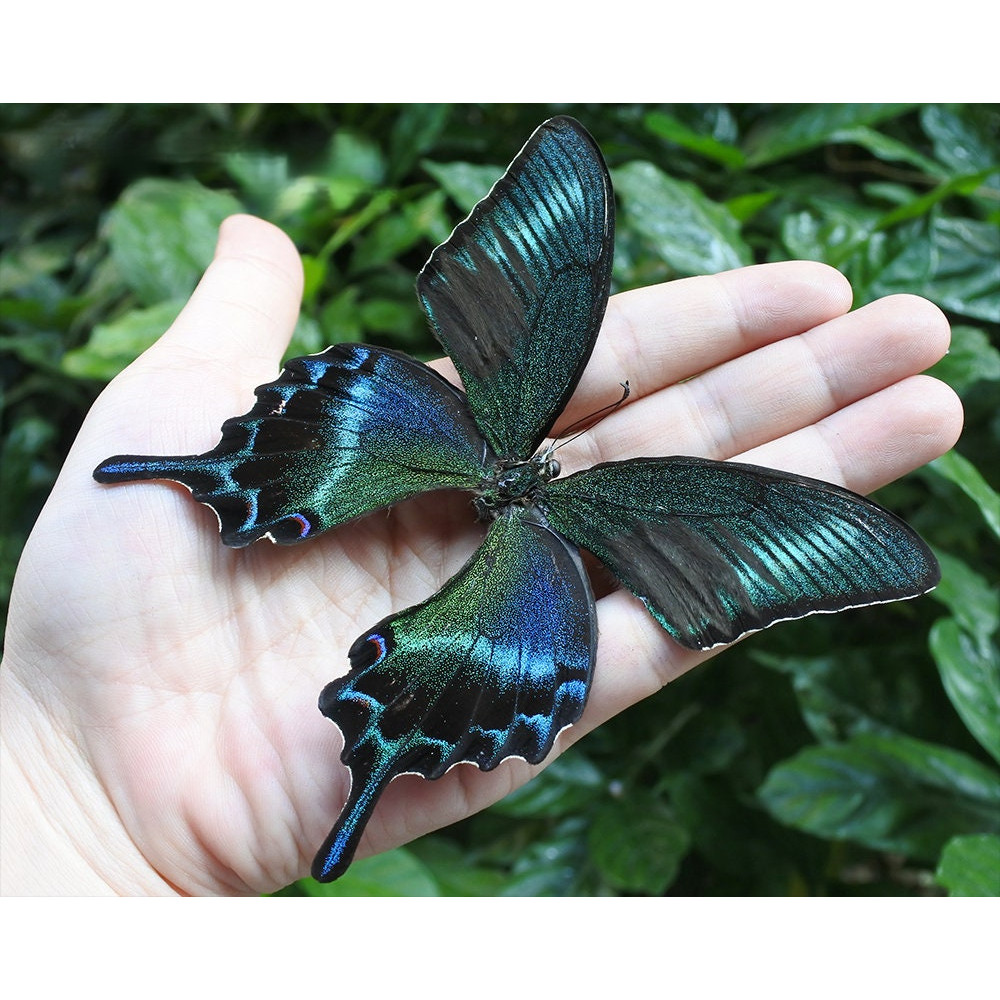 Real Butterfly Spread Princeps Maackii Butterflies Nature For Earring ...