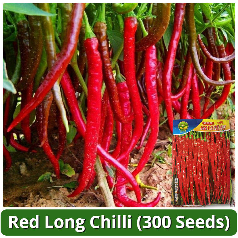 เมล็ดพันธุ์ เมล็ดพริกยาว 300เมล็ด Long Chili Pepper Seed เมล็ดพริก เผ็ด ...