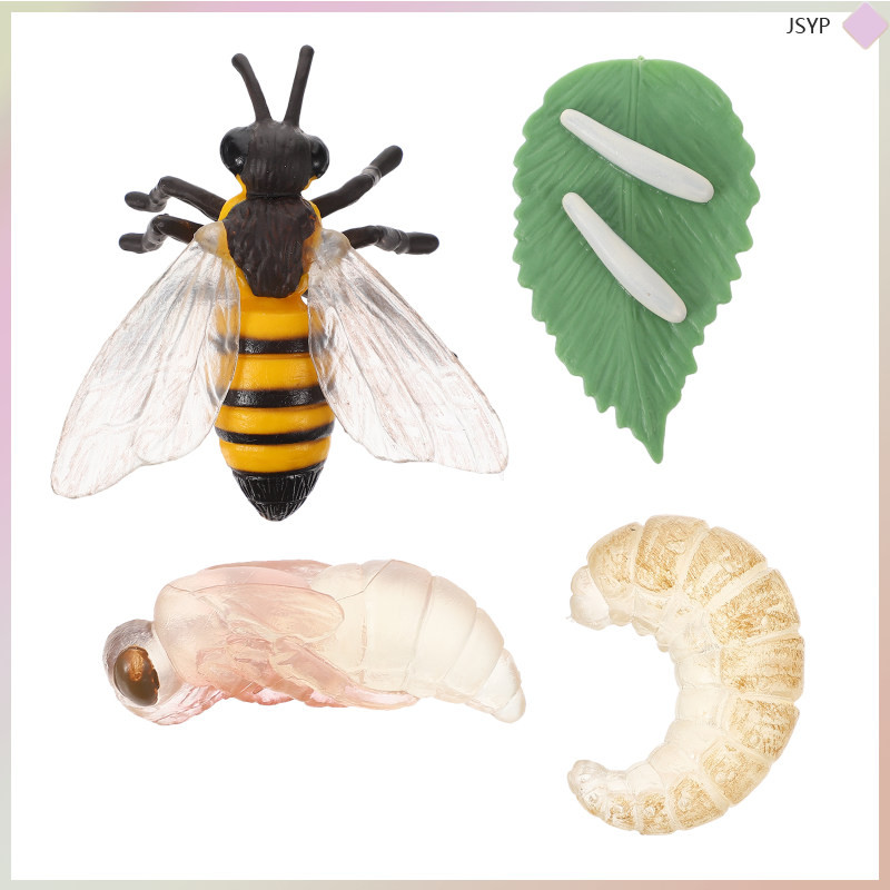 Life Cycle Figure Growth Biological Model Animal Figures Cognitive of ...