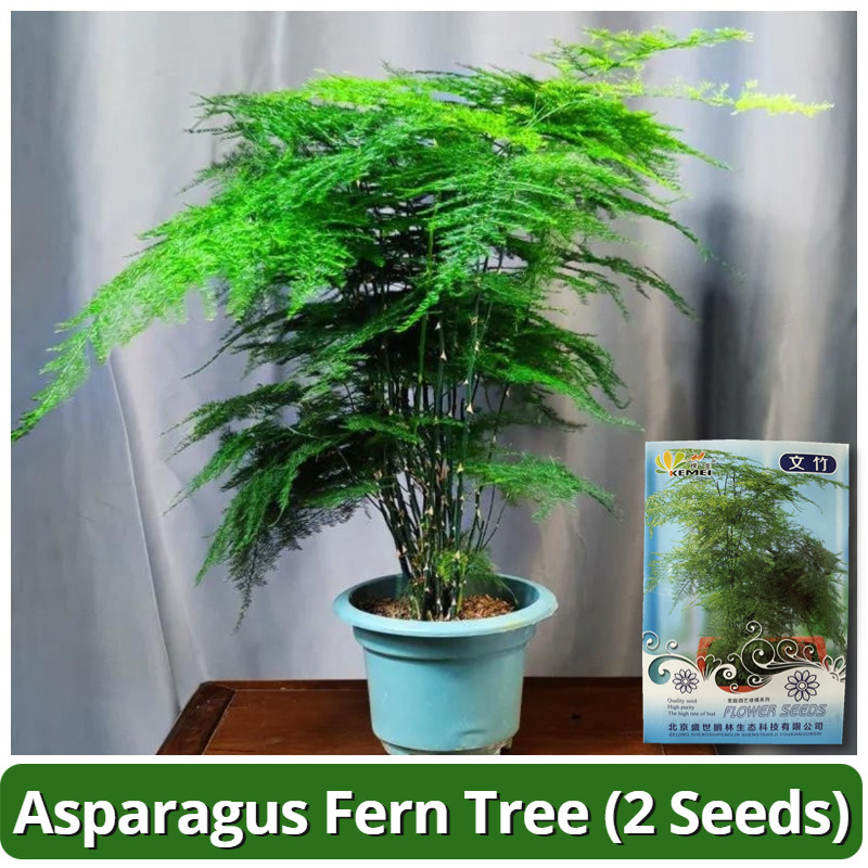 ของแท้ 100% เมล็ดพันธุ์ หน่อไม้ฝรั่งเฟิร์นต้น บรรจุ 2 เมล็ด Asparagus Fern Tree Plant Seeds ...