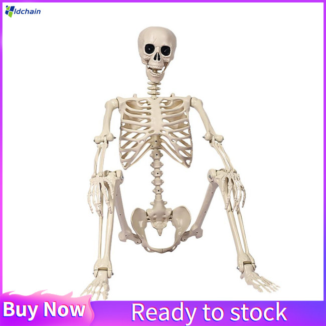 ลดราคา! 5.4ft Halloween Life Size Skeleton โครงกระดูกฮาโลวีนข้อต่อที่ ...
