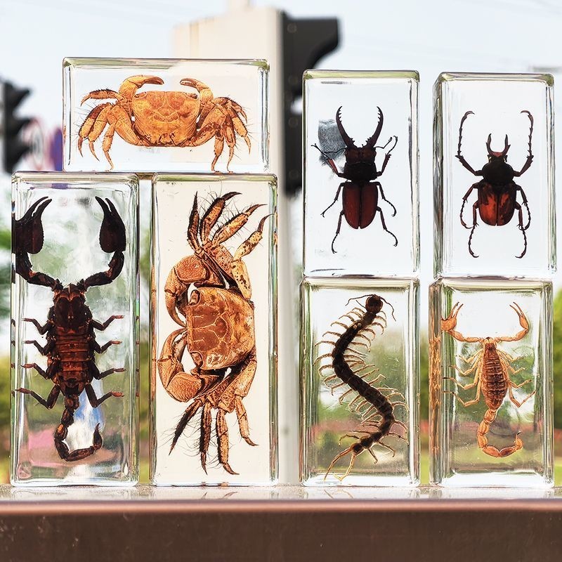Real Insect Specimen Three-Dimensional Transparent Resin Teaching Toys ...