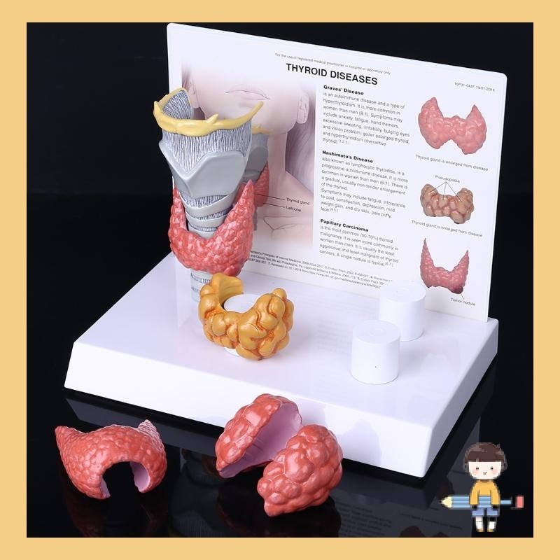 Stat Human Anatomical Thyroid Gland Model พยาธิวิทยา Anatomy Digestive System Display | Shopee ...