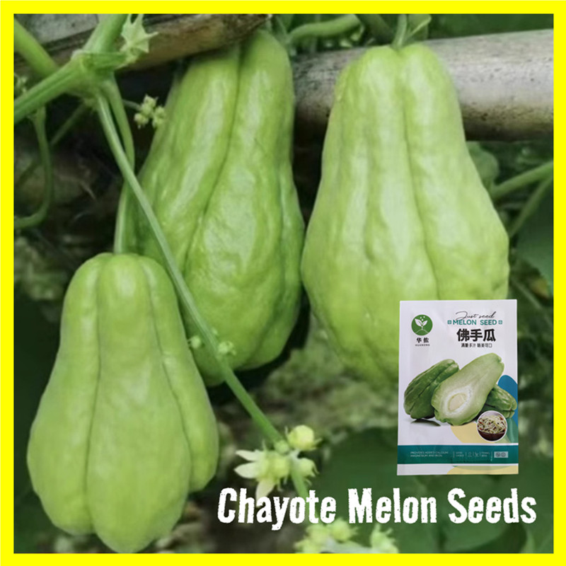 25pcs/pack Chayote Seeds for Planting - High Yield Chayote Melon Seeds ...