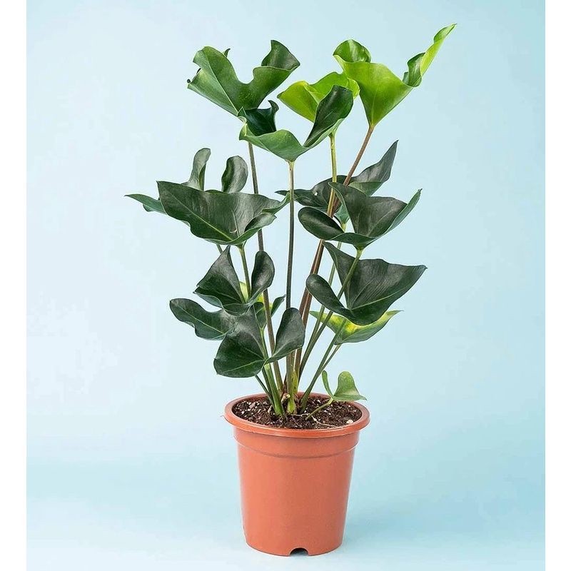 Anthurium Arrow : หน้าวัวลูกศรหรือหน้าวัวหัวใจ ( หน้าวัวมิกกี้เมาส์ ...