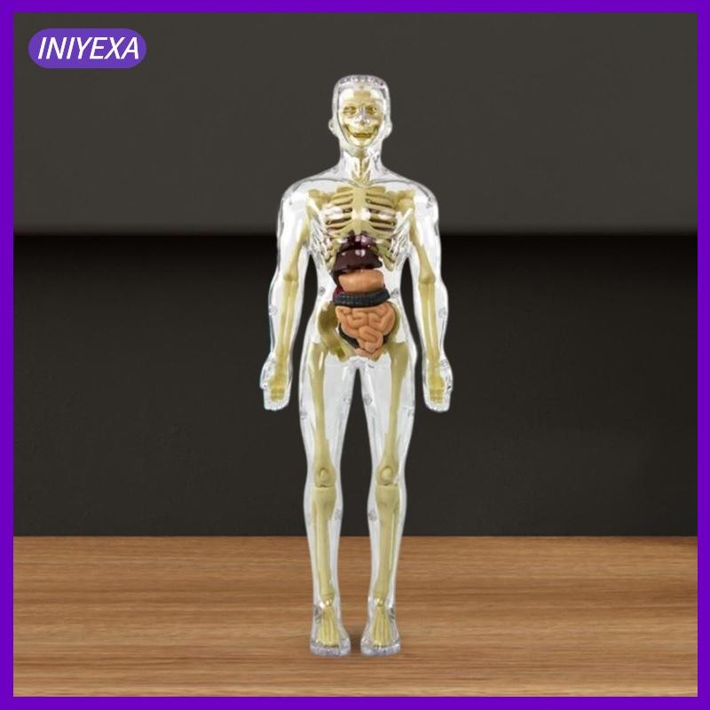 [Iniyexa] Life Size Body Skeleton Model Human Skeleton Model Study ...
