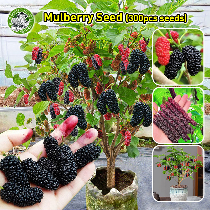 🌱ปลูกง่าย เมล็ดพันธุ์ ต้นหม่อน เมล็ดมัลเบอร์รี่ Potted Mulberry Plant ...