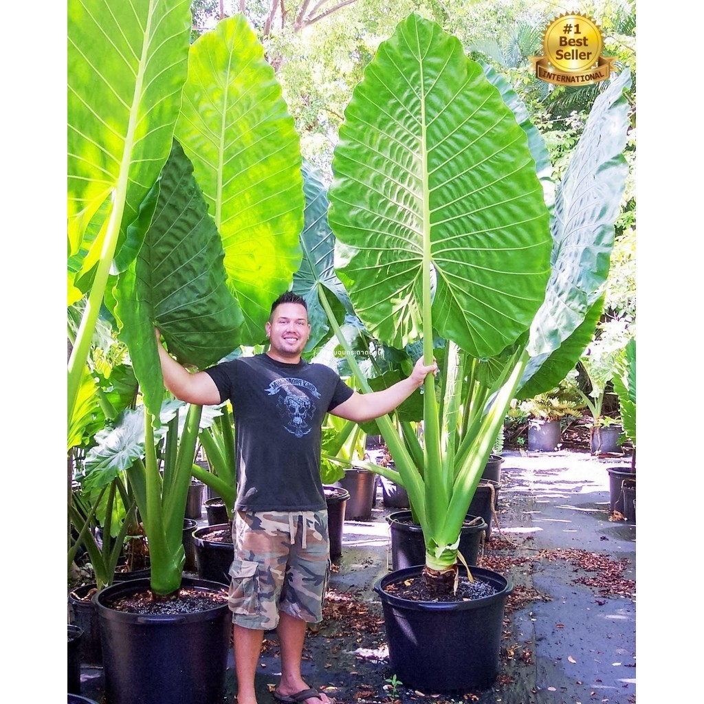 Alocasia Borneo Giant, บอน, กระดาด, ยักษ์, ต้นกระดาด, ต้นบอน | Shopee ...