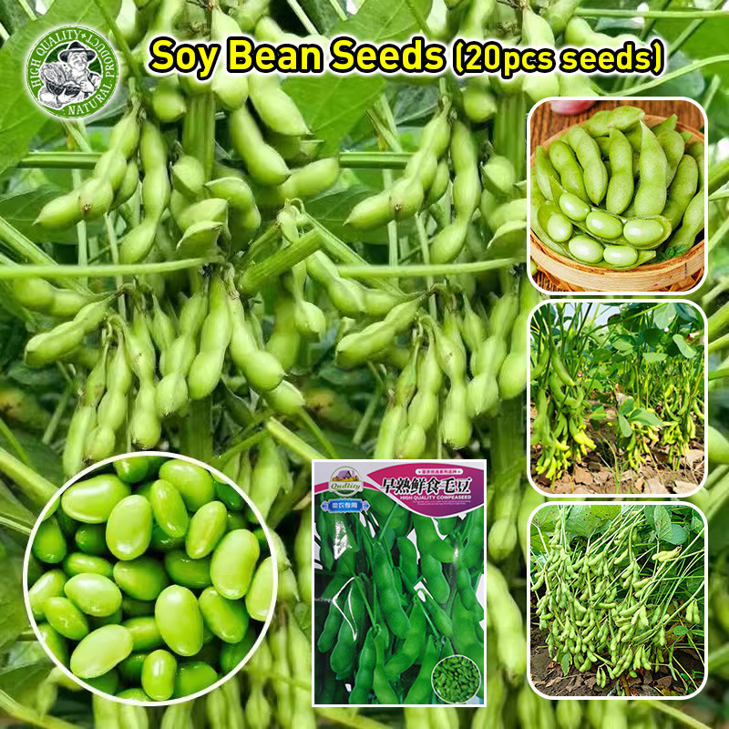 ของแท้100%เมล็ดพันธุ์ ถั่วแระญี่ปุ่น คาริคาชิ High Yield Edamame Seeds ...