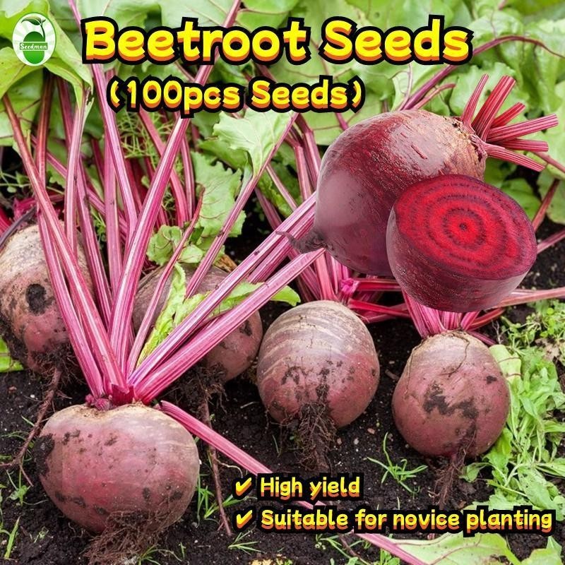 ปลูกง่าย (งอกง่าย 100เมล็ด/ซอง) เมล็ดพันธุ์ บีทรูท Giant Dark Red Beets ...