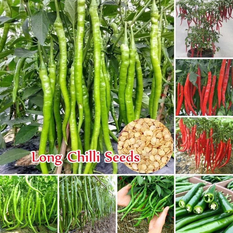 50เมล็ด/ซอง เม็ดพันธุ์ พริกชี้ฟ้ายาว เมล็ดพริกยาว Long Chilli Seed ...