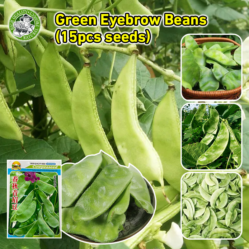 🌱สินค้าดี มีคุณภาพ เมล็ดพันธุ์ ถั่วแปบ หูช้าง Green Eyebrow Beans Seeds ...