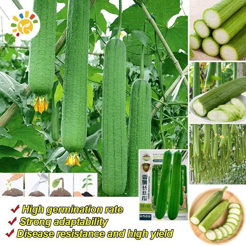 เมล็ดพันธุ์ บวบหอมยาว Long Luffa Seed งอกง่าย 40เมล็ด/ซอง บวบหอม สายฟ้า ...