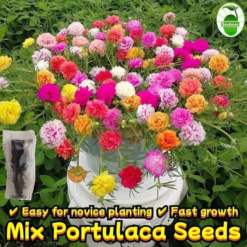 800เมล็ด/ซอง เมล็ดพันธุ์ ดอกไม้ดวงอาทิตย์ Moss Rose Flower Seeds Double ...