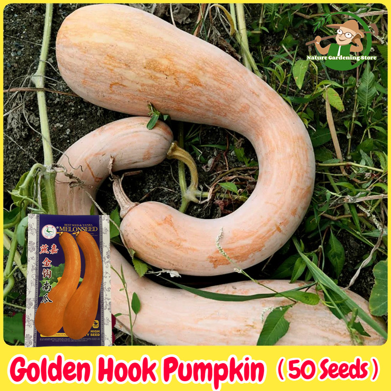 เมล็ดพันธุ์ ฟักทอง บรรจุ 50 เมล็ด Golden Hook Pumpkin Seed Organic ...