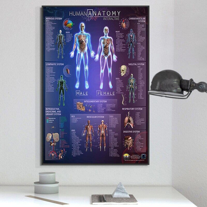 Body Map Human Anatomy Muscular System Chart Art โปสเตอร์พิมพ์ผ้าใบ ...