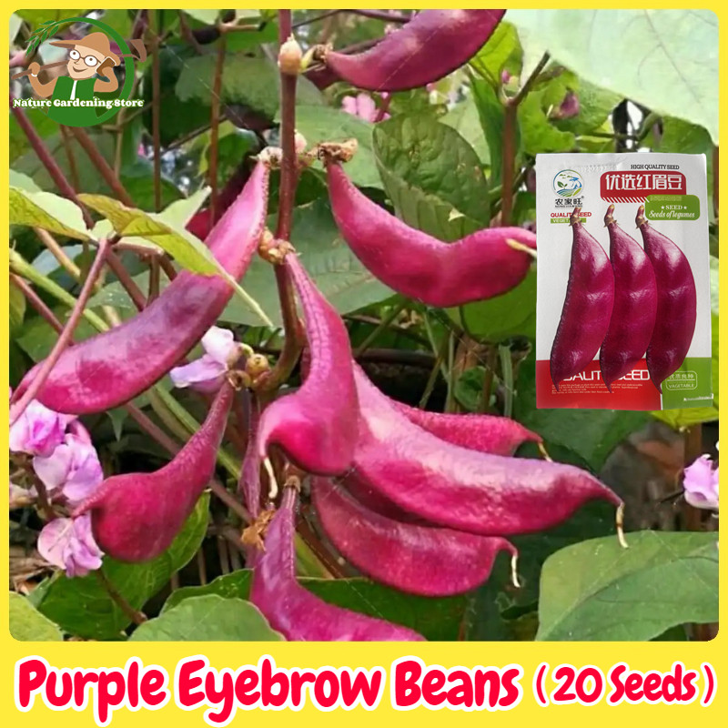 เมล็ดพันธุ์ถั่วแปบหูข้าง บรรจุ20เมล็ด Purple Red Eyebrow Beans Seed ...