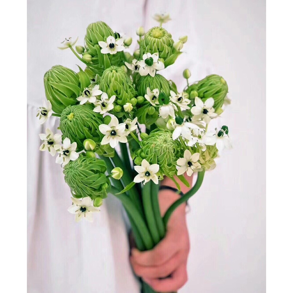 ชุดกำมะหยี่ Tian'er สไตล์สดใหม่ นำเข้า 10 ชิ้น จัดส่งฟรีสำหรับช่อดอกไม้ ...