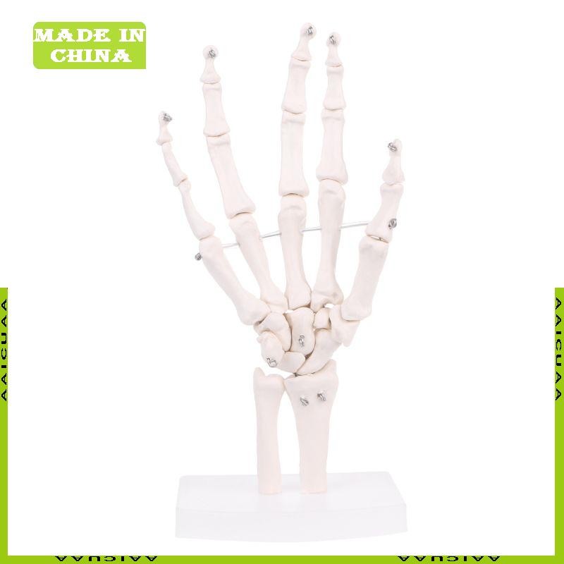 AA Hand Joint Anatomical Skeleton Model Human Medical Anatomy Study ...