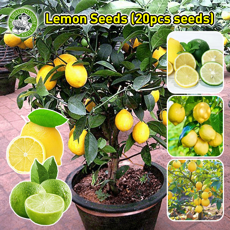 เลม่อน เมล็ดพันธุ์ผลไม้ Edible Dwarf Lemon Seeds Lemon Fruit Seeds Lemon Tree Seeds ต้นมะนาว ...