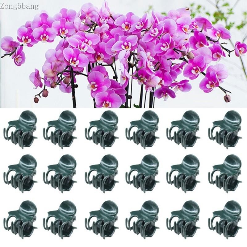 Zong 20 100 ชิ้นกล้วยไม้ Stem คลิปพืชสนับสนุน Vine คลิปพลาสติกดอกไม้ ...