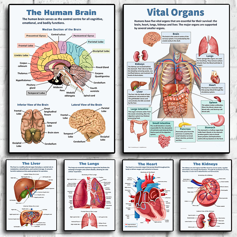 Vintage Human Vital Organs สมองตับหัวใจ Anatomy โปสเตอร์ผ้าใบภาพวาดภาพ ...