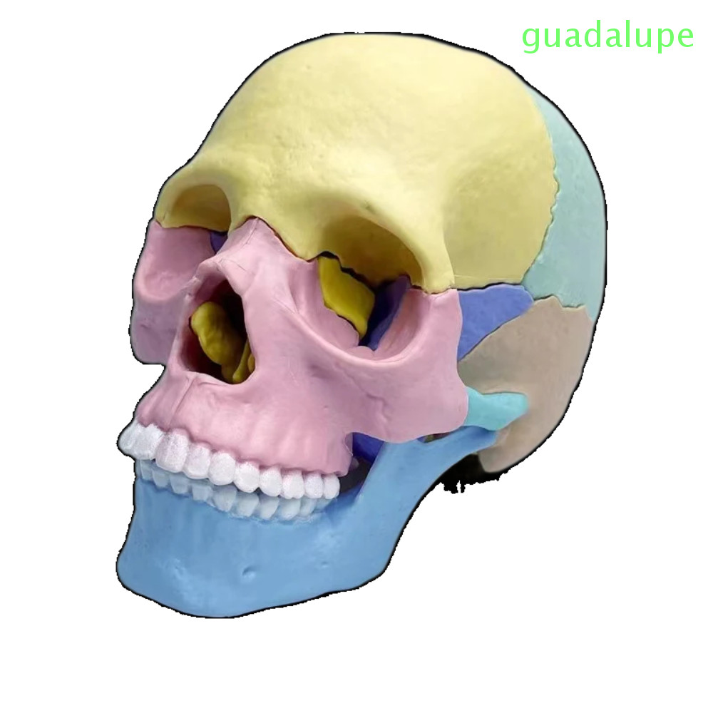 Guadalupe Skull รุ่น, 4D ที่ถอดออกได้ Anatomy Skull รุ่น, อุปกรณ์การสอน ...