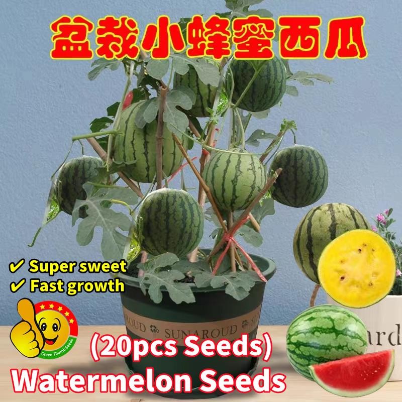 ปลูกได้ทั้งปีเมล็ดแตงโมเหลือง 20เมล็ด/ซอง งอกง่าย Bonsai Watermelon ...