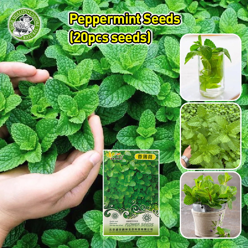 เมล็ดพันธุ์สะระแหน่Peppermint Herbs Seeds Edible Mint Seeds Peppermint Seed Peppermint Plants ...