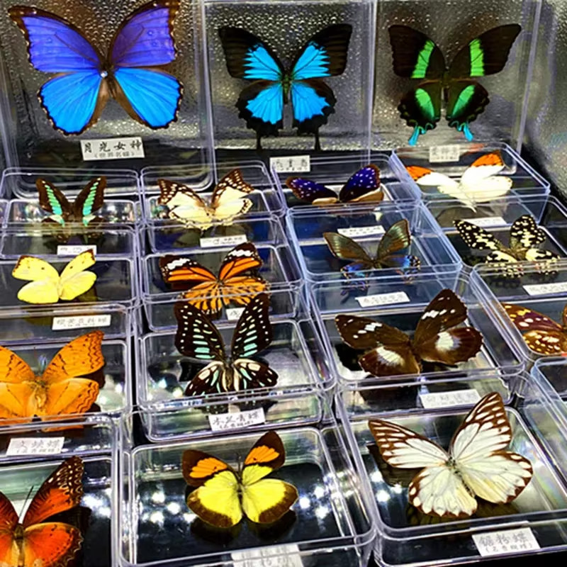 Real Butterfly Specimen Transparent Display Box Birthday Gift Insect ...