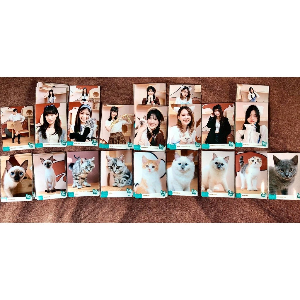CGM48 Cat Idol ใบเศษ Photoset แมว คนิ้ง มามิ้งค์ ฟอร์จูน แชมพู สิตา ออม ...