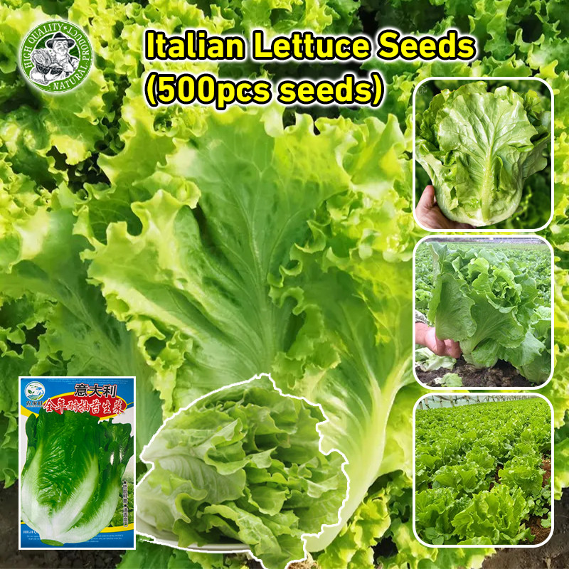 Lettuce Seed เมล็ดพันธุ์ ผักกาดหอม อิตาลี สีเขียว เมล็ดพันธุ์ ผักสลัด ...
