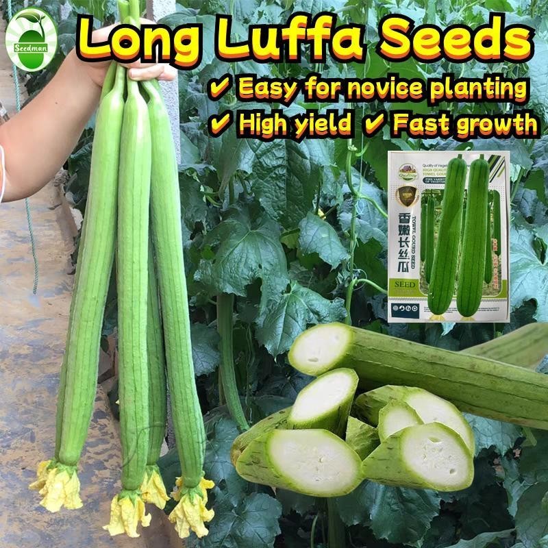 เมล็ดพันธุ์ บวบหอมยาว Long Luffa Seed - งอกง่าย 40เมล็ด/ซอง บวบหอม ...