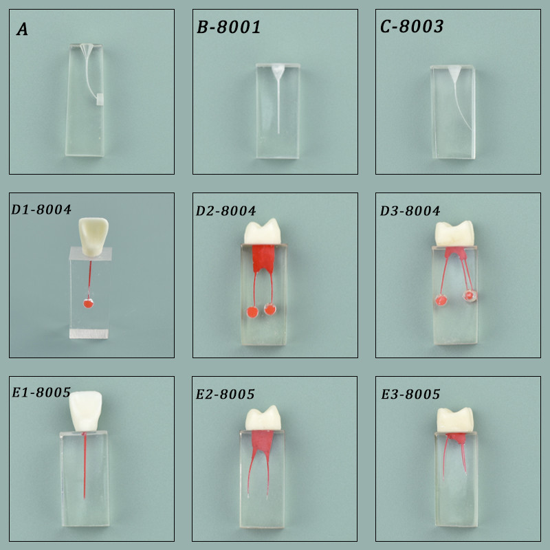 ฟันรุ่น Root Canal รุ่น Endodontics การฝึกอบรมฟันรุ่น RCT ฝึก Pulp ...