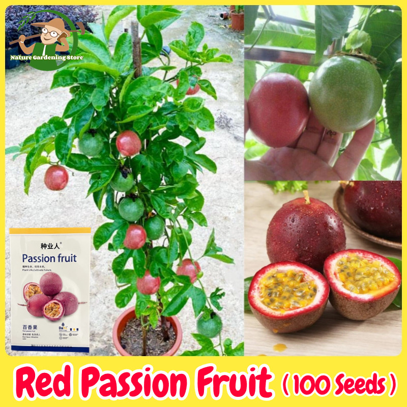 เมล็ดพันธุ์ เสาวรส สีแดง บอนไซ บอนสี บรรจุ 100 เมล็ด Red Passion Fruit ...