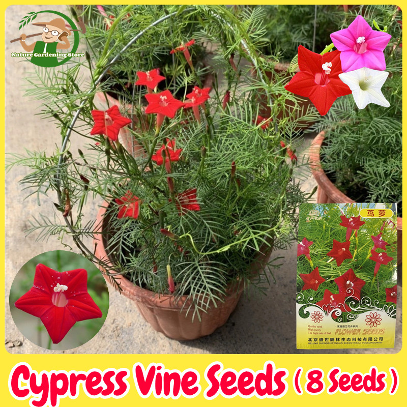ปลูกง่าย เมล็ดพันธุ์ ดาวนายร้อย เถาไซเปรส บรรจุ 8 เมล็ด Star Ipomoea ...