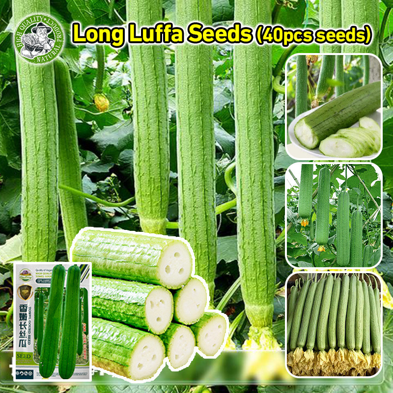 🌱เมล็ดพันธุ์ใยบวบยาว Long Luffa Seed Organic Vegetable Seeds เมล็ดใยบวบ ...