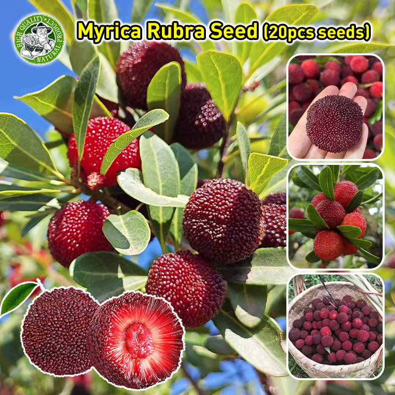 ยัมเบอร์รี่ เมล็ดพันธุ์ผลไม้ Dwarf Myrica Rubra Seed Sweet Fruit Seed ...
