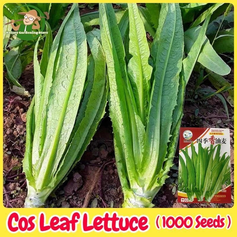 800เมล็ด/ซอง อัตรางอกสูง เมล็ดพันธุ์ ผักกาดหอม Organic Cos Leaf Lettuce ...