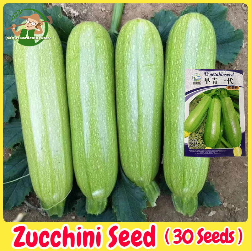 เมล็ดพันธุ์ ซูกินี ประมาณ 30เมล็ด Zucchini Squash Seeds Bottle Gourd ...