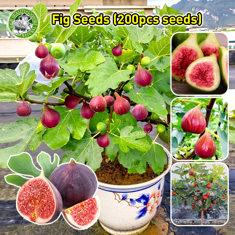 🌱Fig Tree Seed เมล็ดมะเดื่อฝรั่ง Figs สายพันธุ์ ของแท้ 100% มะเดื่อฝรั่ง หรือ ลูกฟิก Fig Seeds ...
