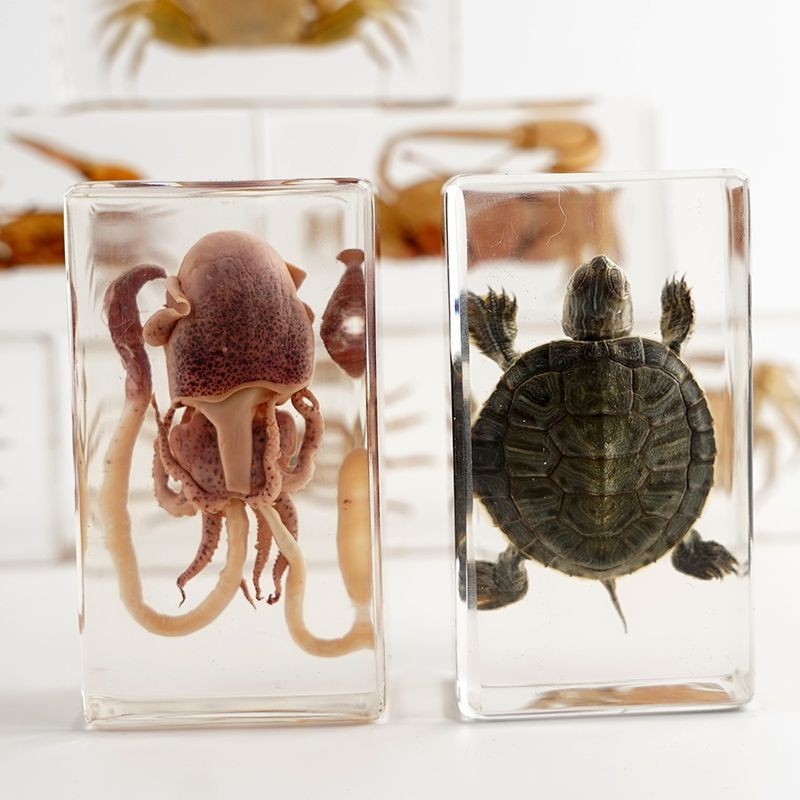 Kindergarten Teaching Specimen Real Marine Life Resin Small Ornaments ...