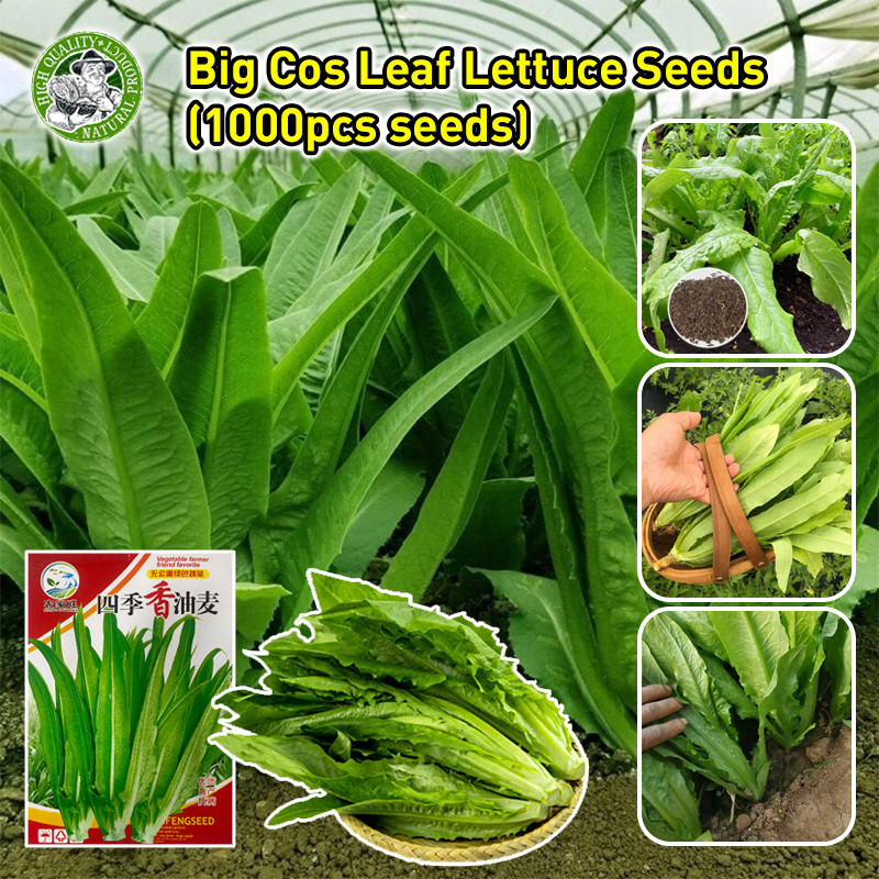 ปลูกง่าย/COD อัตรางอกสูง เมล็ดพันธุ์ ผักกาดหอม Organic Cos Leaf Lettuce ...