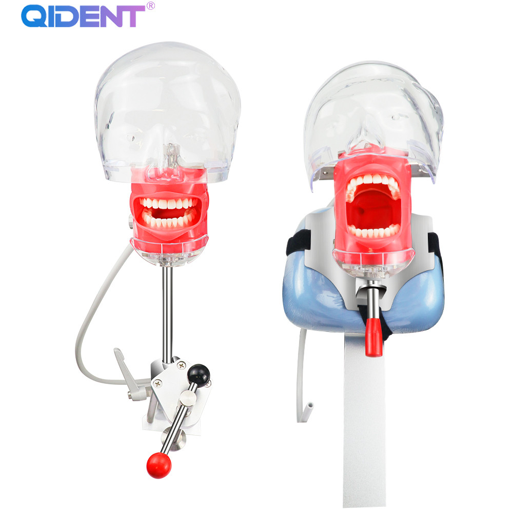 เครื่องจําลองทันตกรรม Manikin Phantom Head Dental Phantom Head รุ่นที่ ...