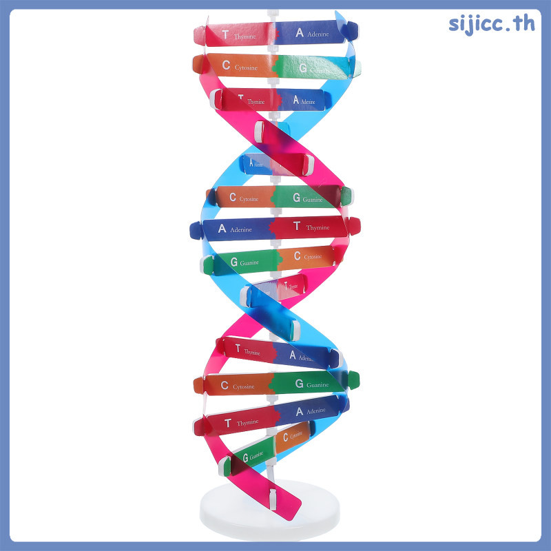 Dna Molecular Model Kit Helix Gene Spiral Technology Anstery sijicc ...