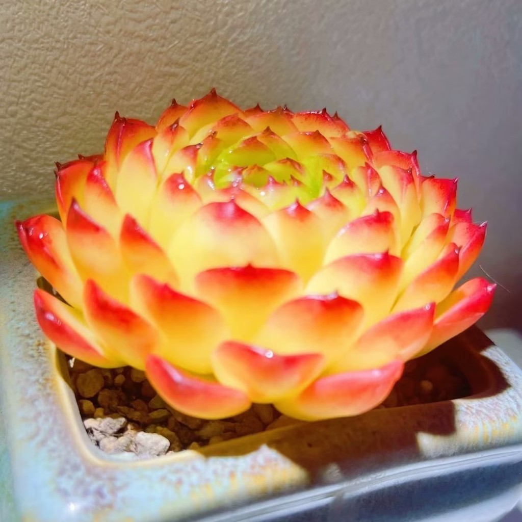 ไม้อวบน้ำบูติกหรูหราระดับไฮเอนด์หายาก Orange Bingling ระเบียงในร่มที่ดี ...