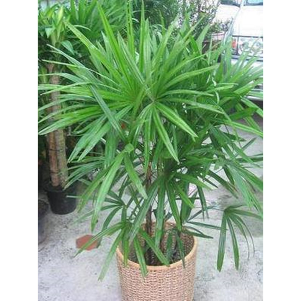 ต้นจั๋งญี่ปุ่นไม้ฟอกอากาศ ไม้ประดับในอาคาร 1หน่อ สำหรับปลูก | Shopee ...