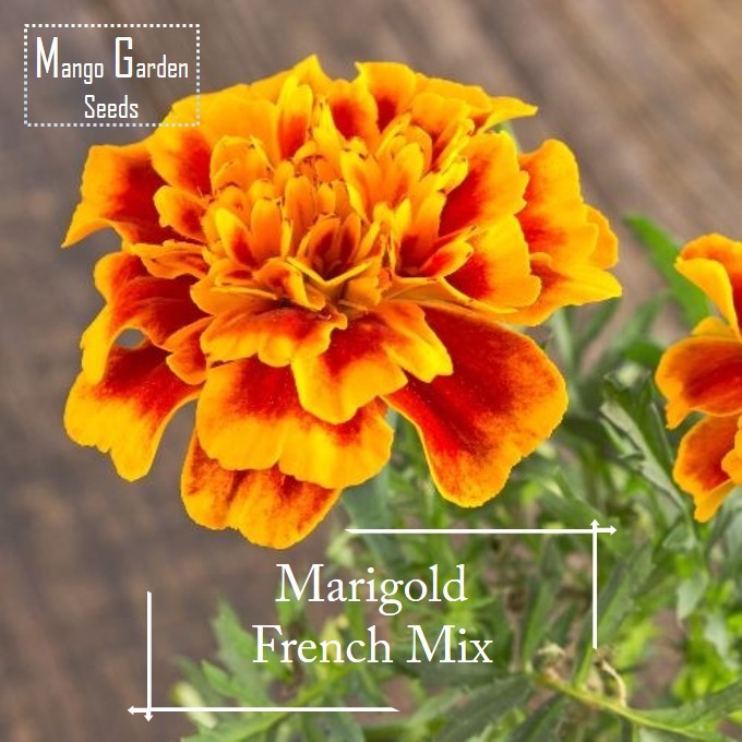 เมล็ดผสมสีดาวเรืองฝรั่งเศส - 200 เมล็ด *กระถางที่เป็นมิตร* Tanam Pasu ...