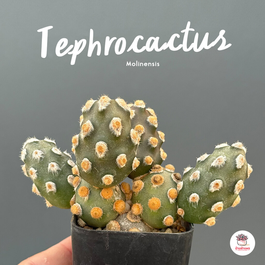 Tephrocactus Molinensis กระบองเพชร แคคตัส ไม้อวบน้ำ cactus&succulent | Shopee Thailand