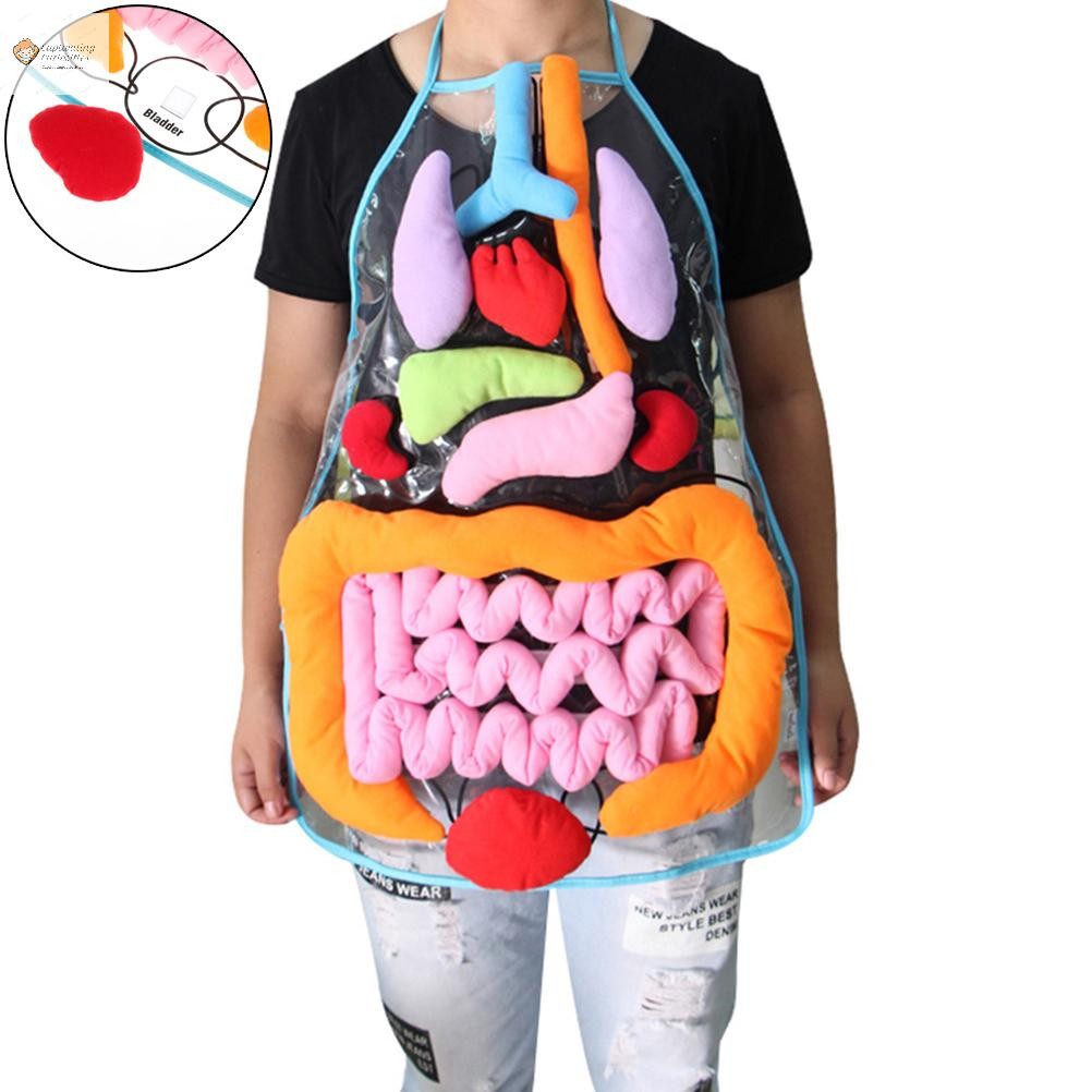 Cod ผ้ากันเปื้อน Anatomy อวัยวะร่างกายมนุษย์ การรับรู้ การศึกษา ...